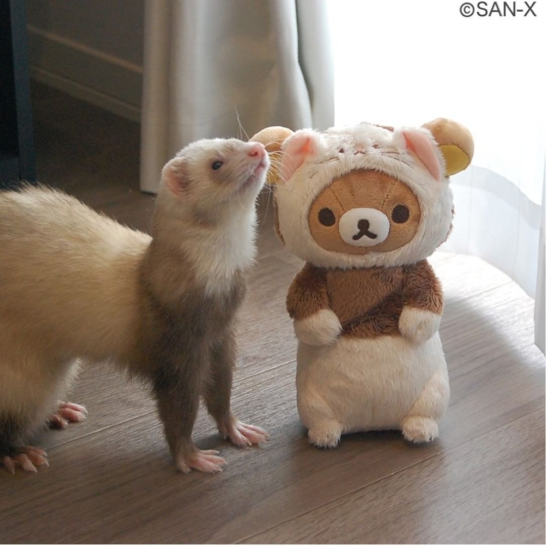 Ferrets Dressed Up