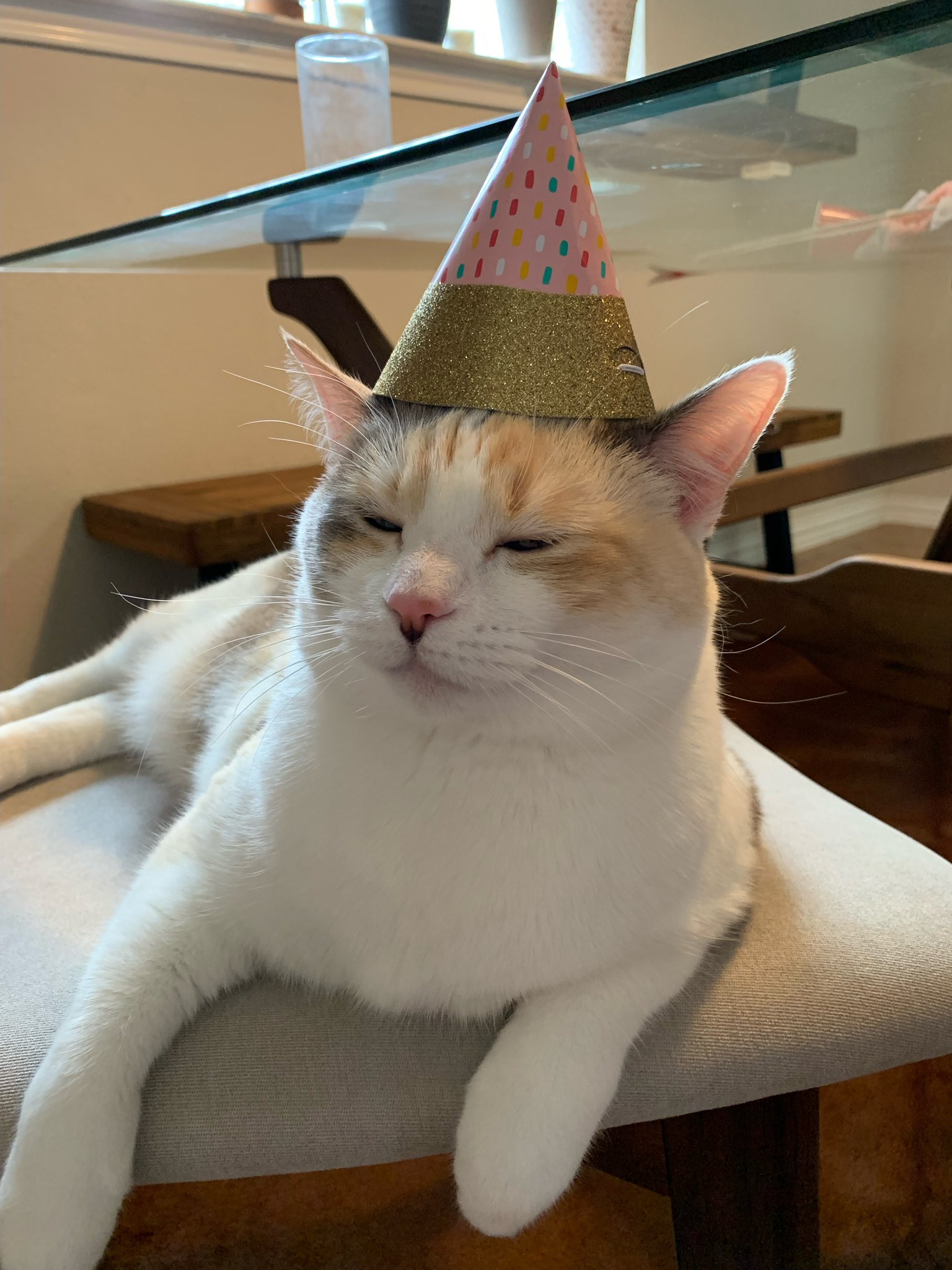 Party Cat Memes
