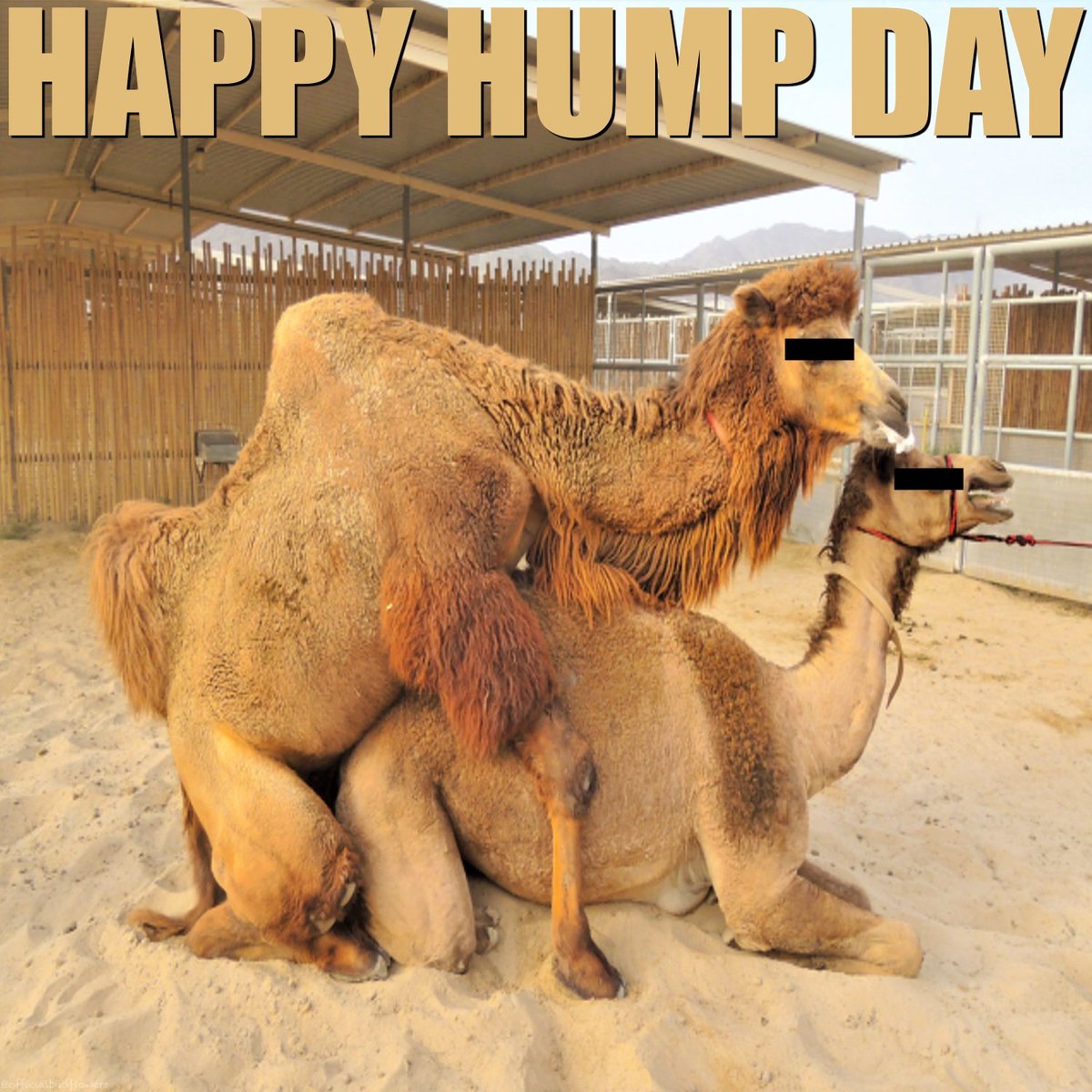 Happy Hump Day Camel
