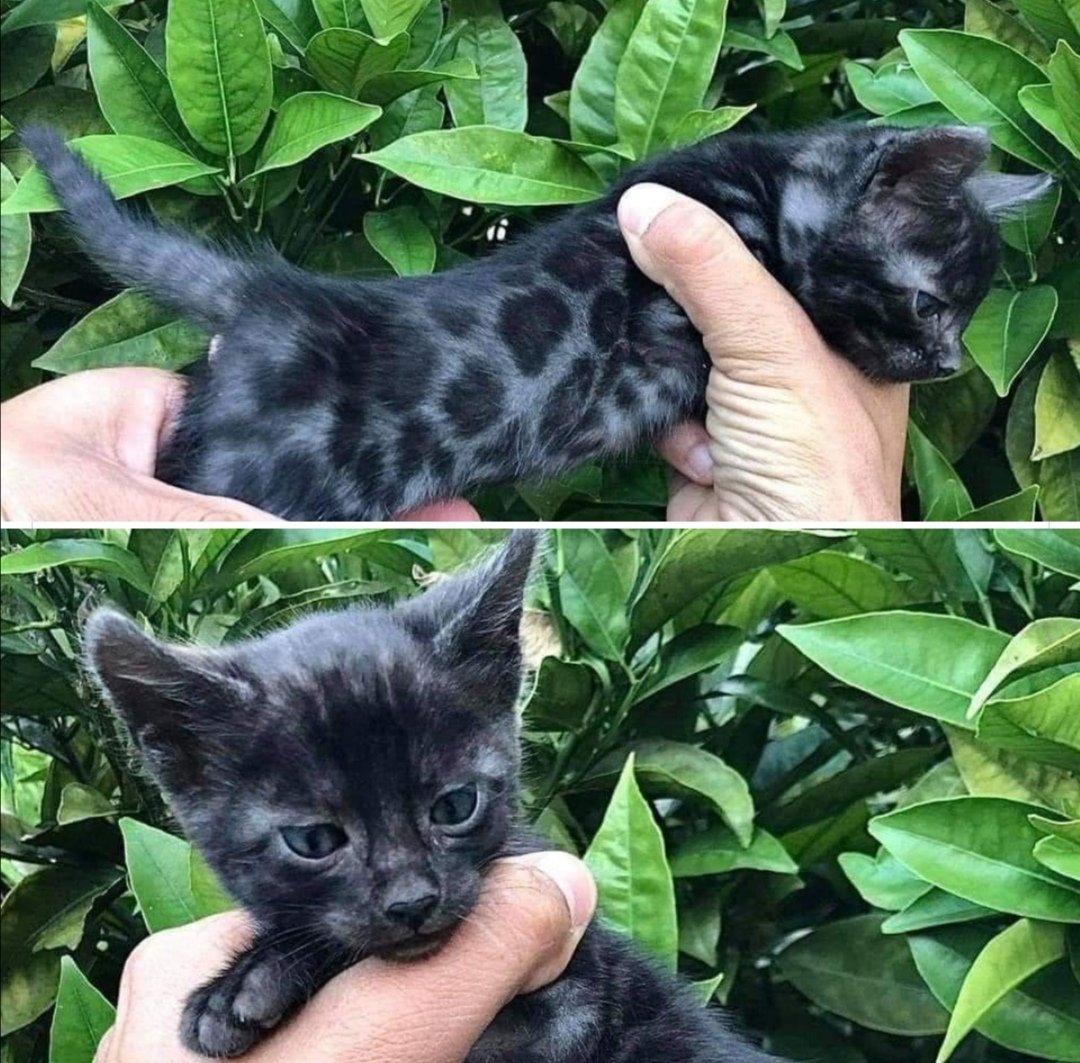 Melanistic Bengal Cat