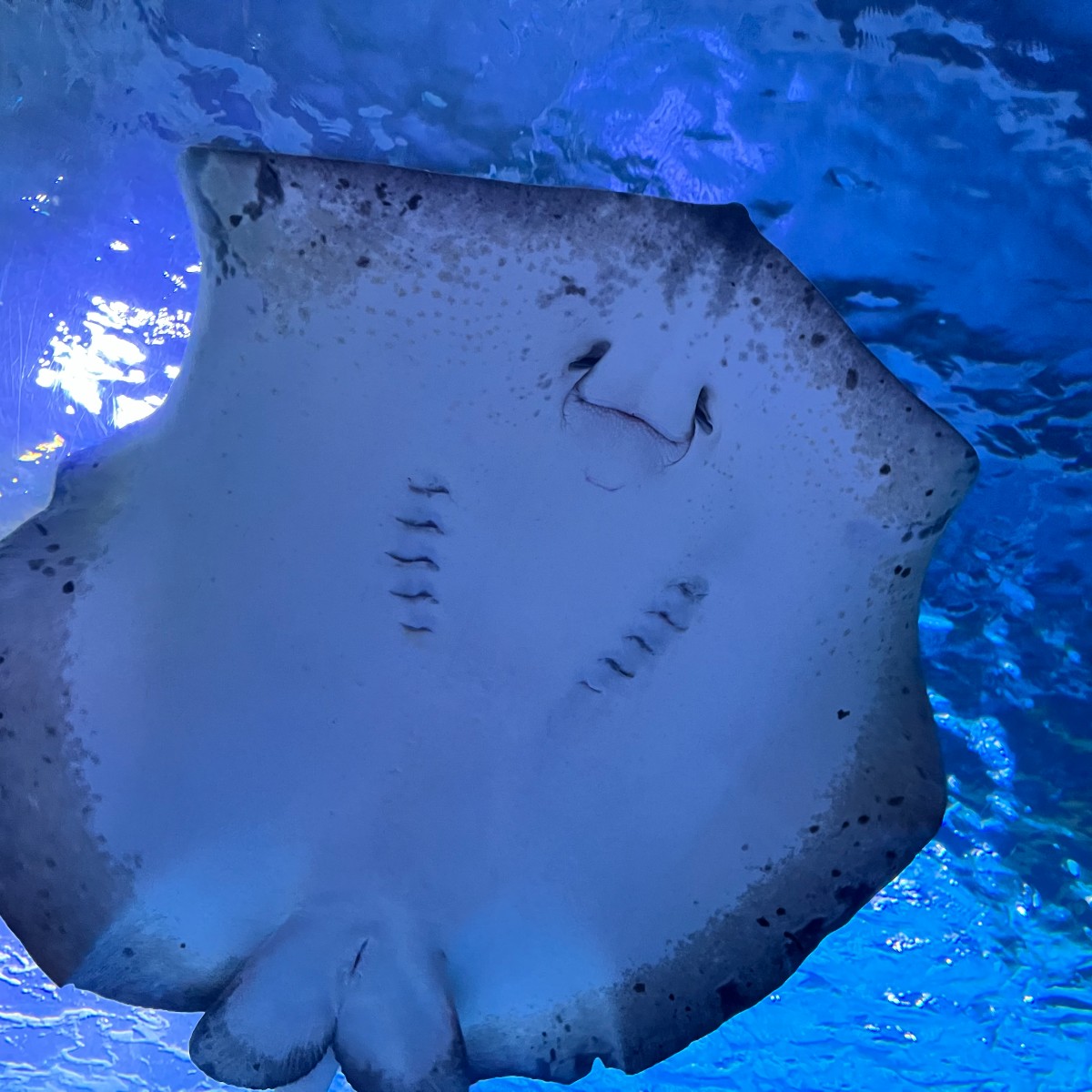 Stingrays Eyes