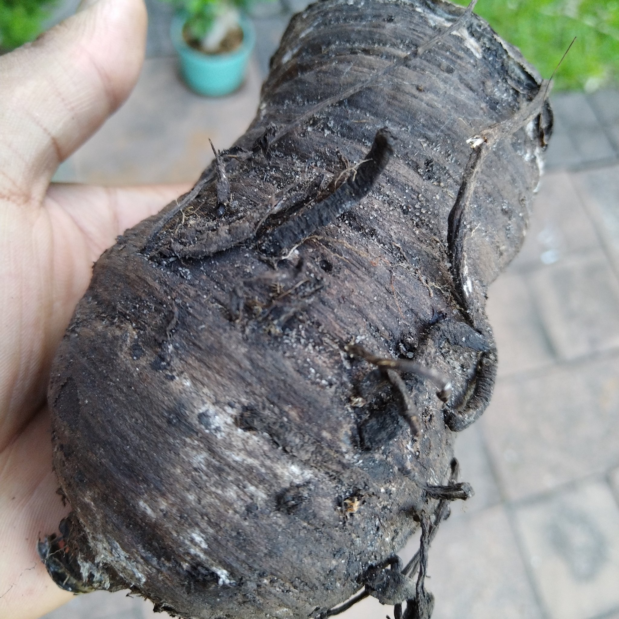 Wild Potato Root