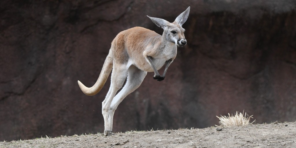 Red Kangaroo Feet