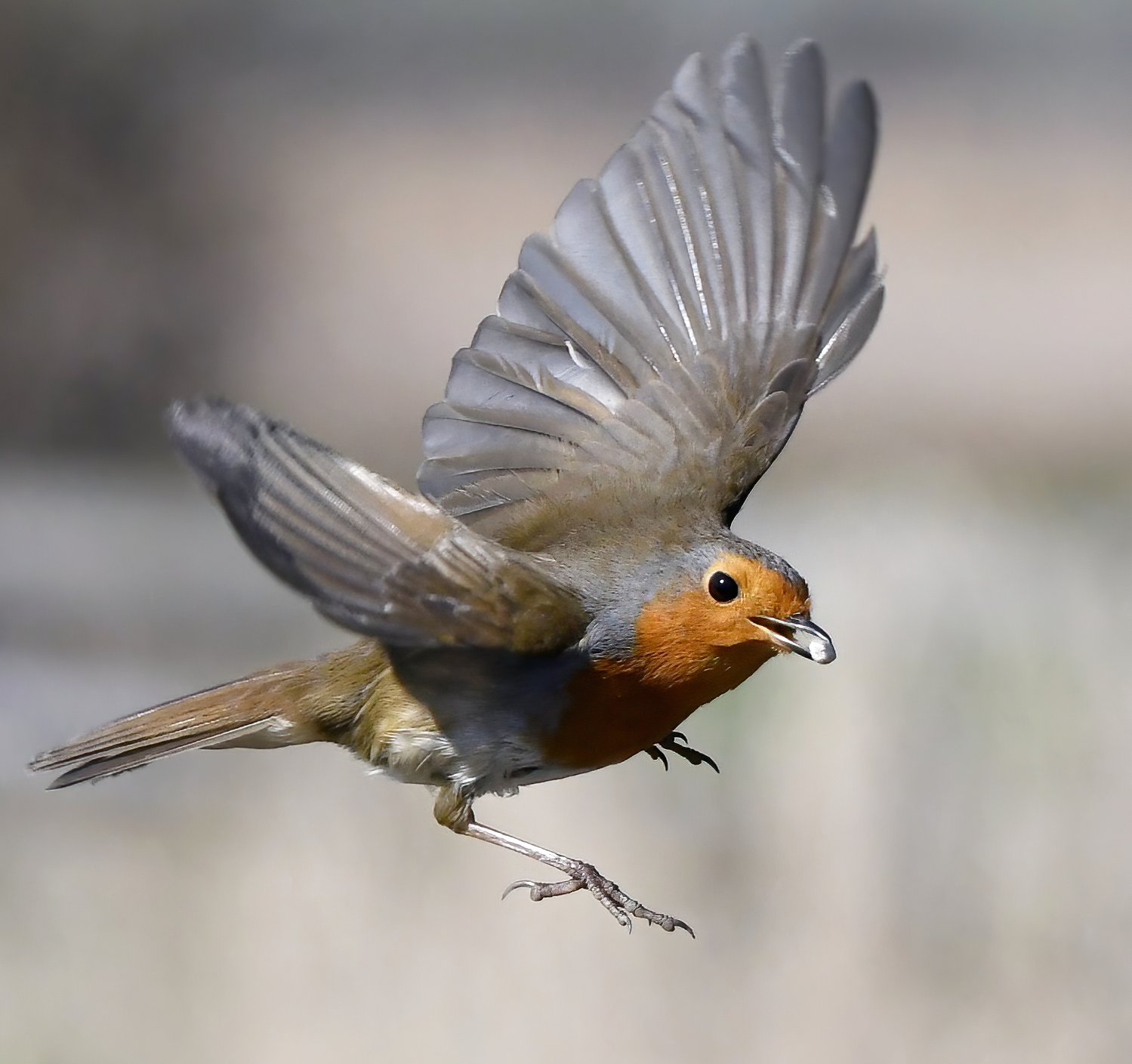 American Robin Landing