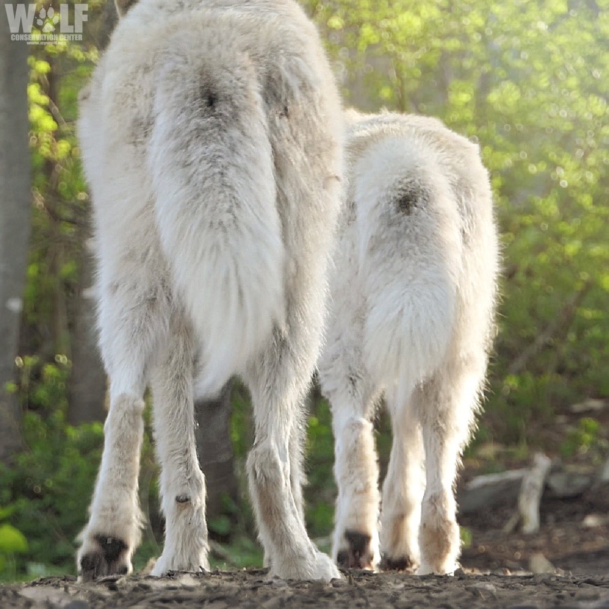Wolf Conservation Center ๐บ On Twitter Can You Spot The Spots ๐บ The Violet Or Supracaudal