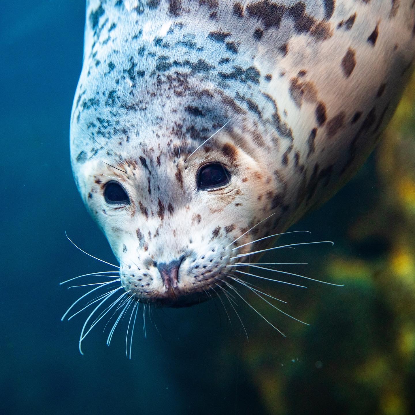 Cute Harbor Seal