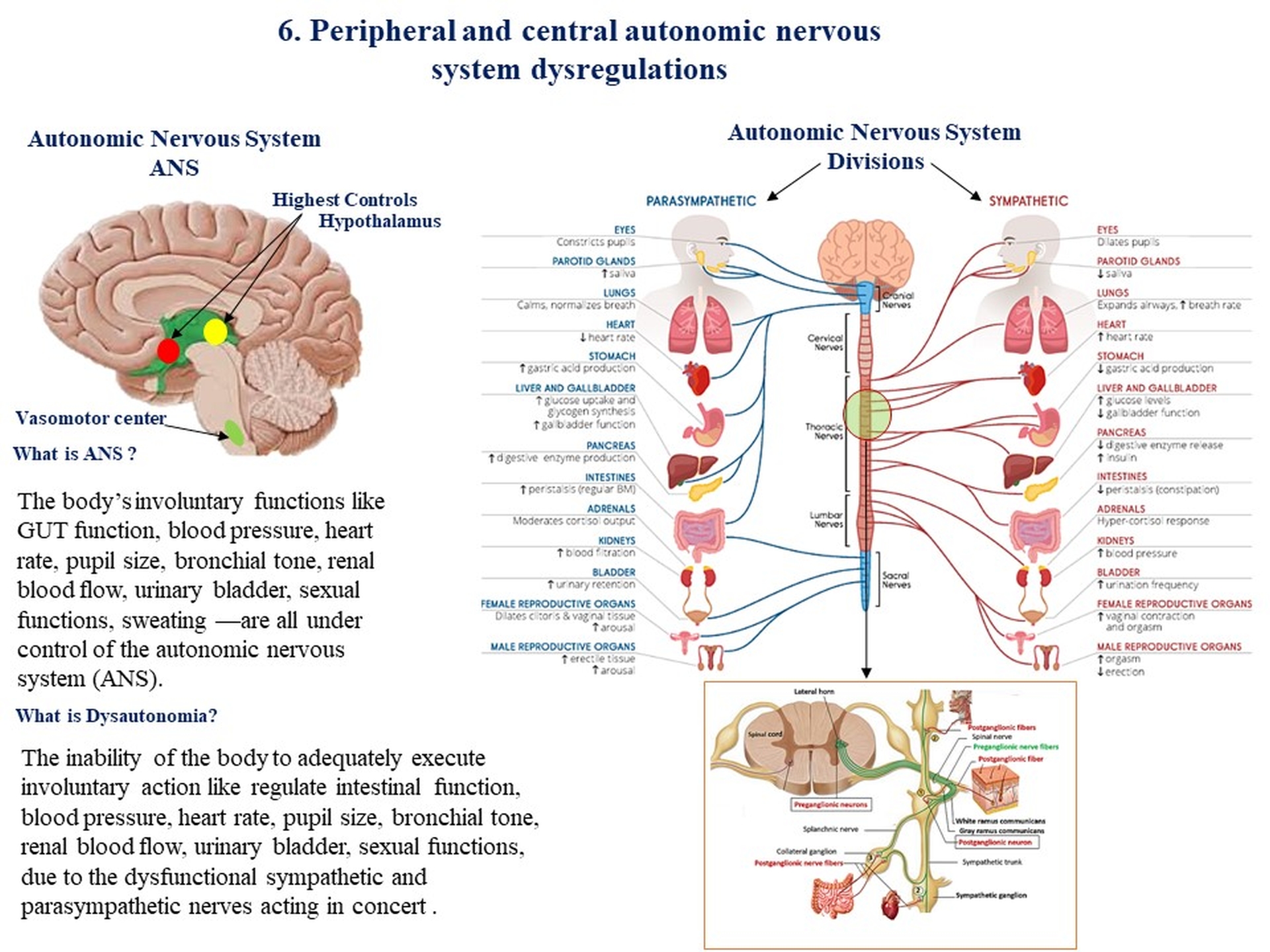 Hypothalamus Autonomic Control By