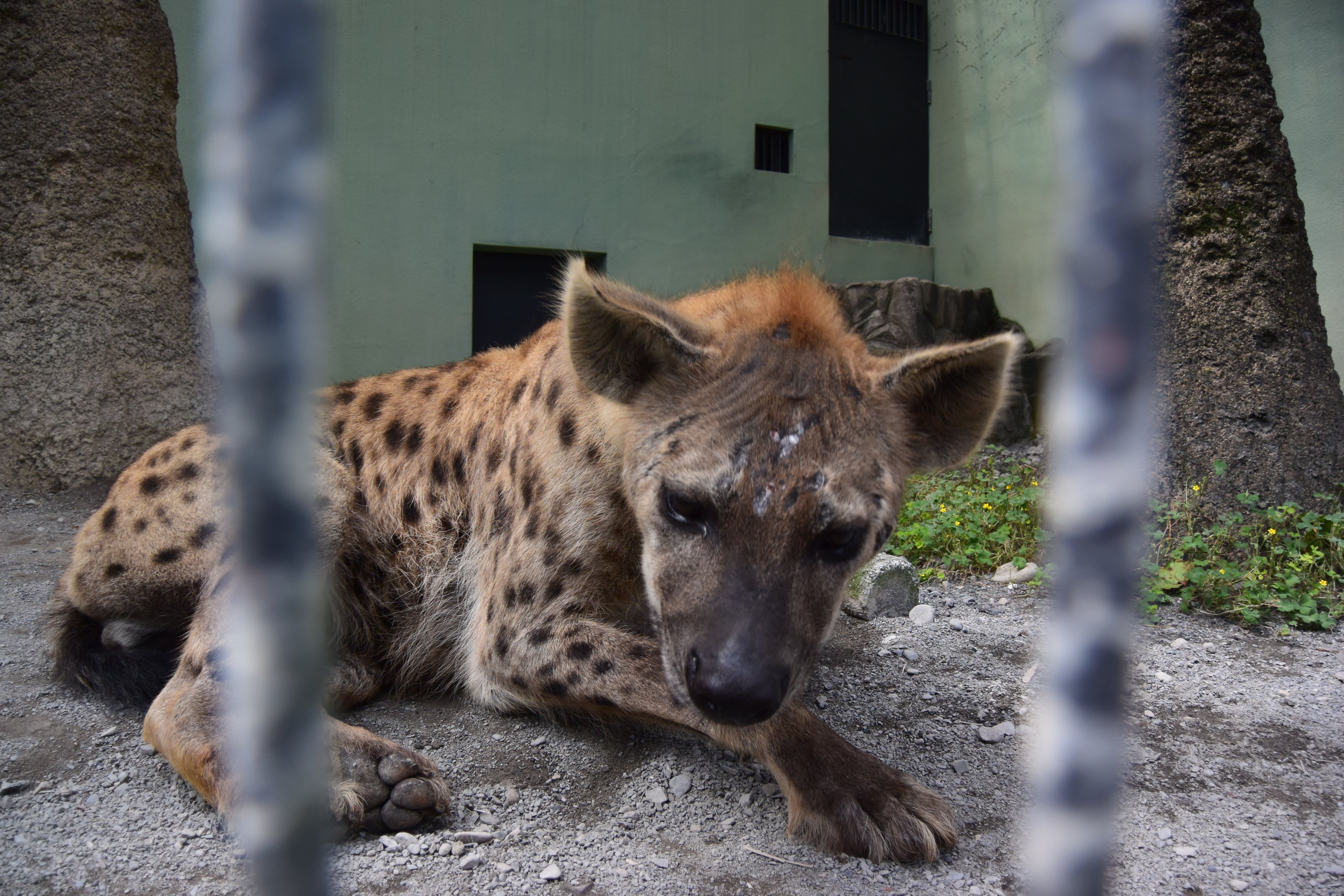 静岡市立日本平動物園 (@nhdzoo) / Twitter