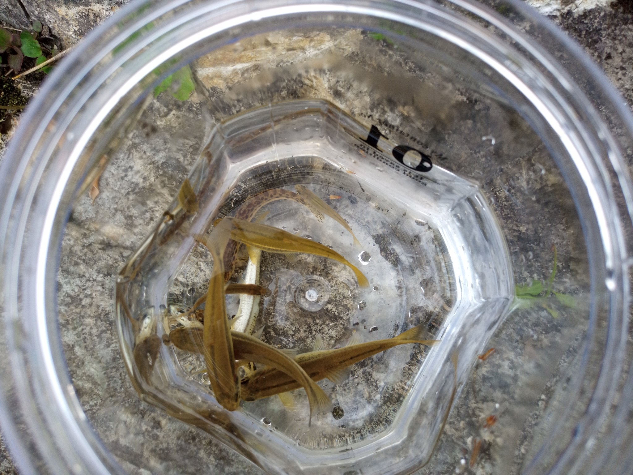 maca@山登り・アクアリウム (@sub_maca) / Twitter