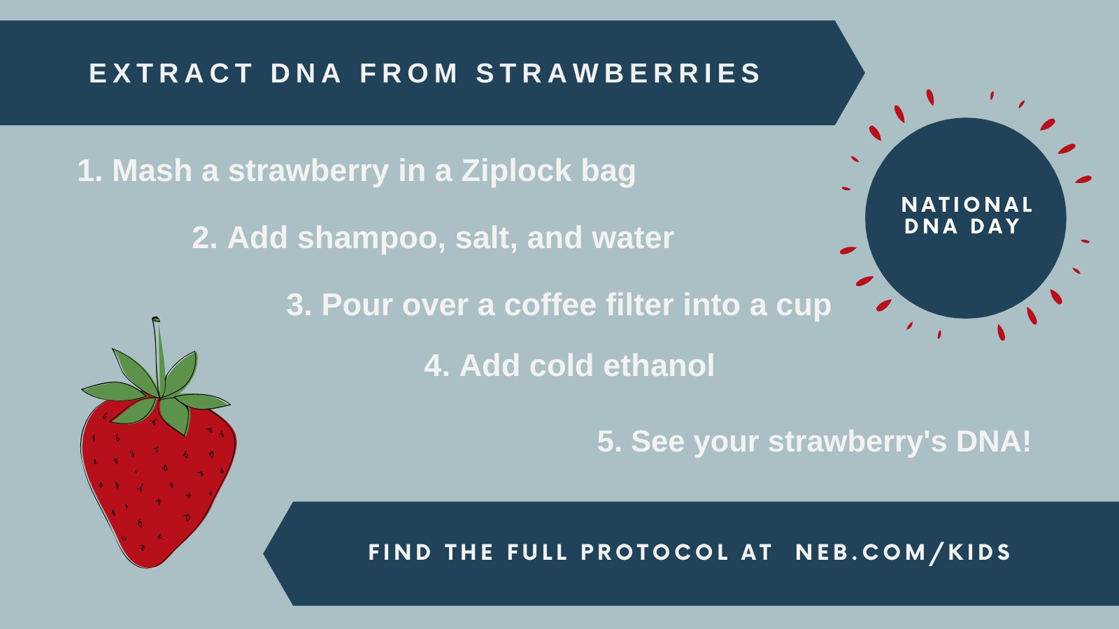 Dna Extraction Protocol From Strawberries