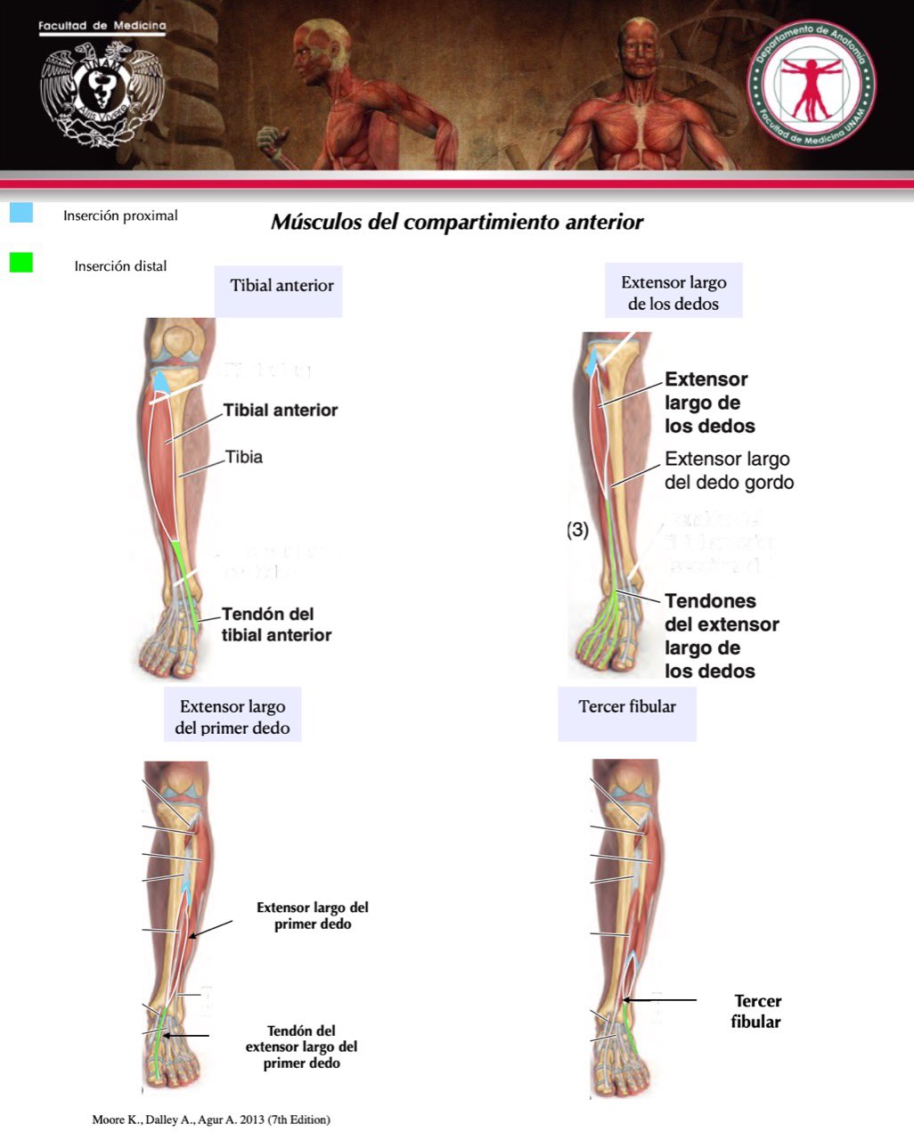 Anatomía De La Pierna, Tendones
