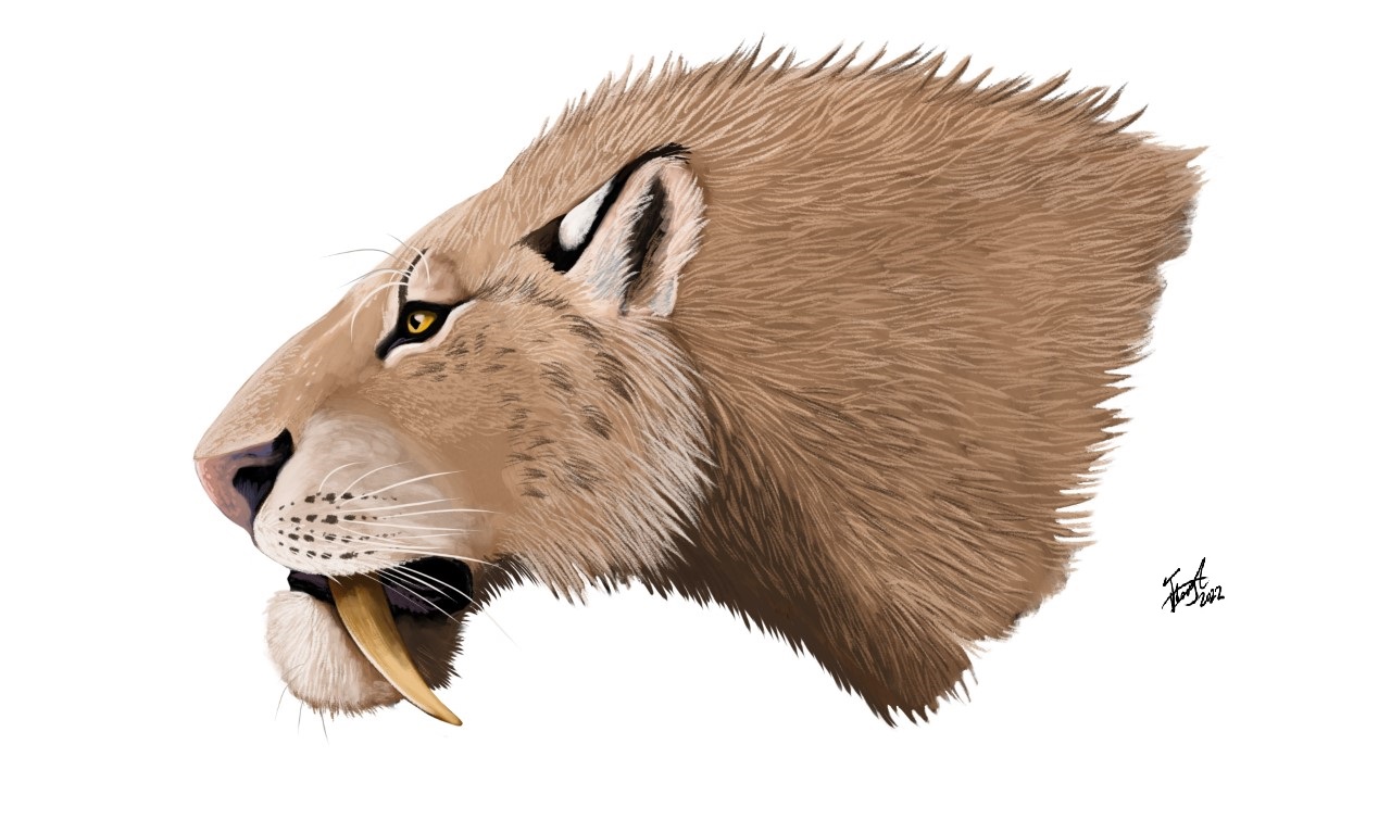Smilodon Face