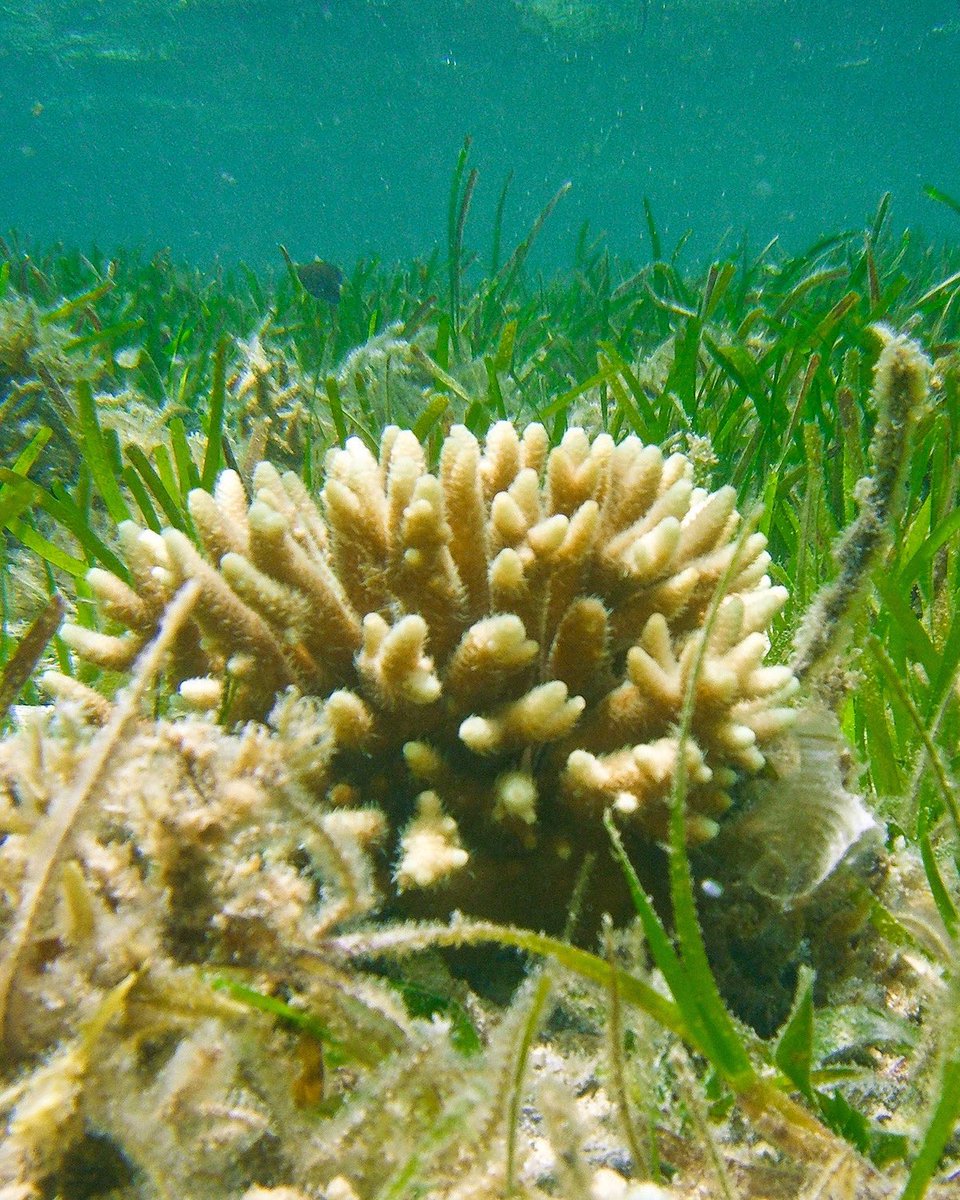 Coral Reef Seagrass