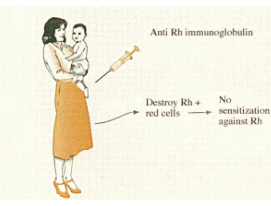 Cultured Human Red Blood Cells