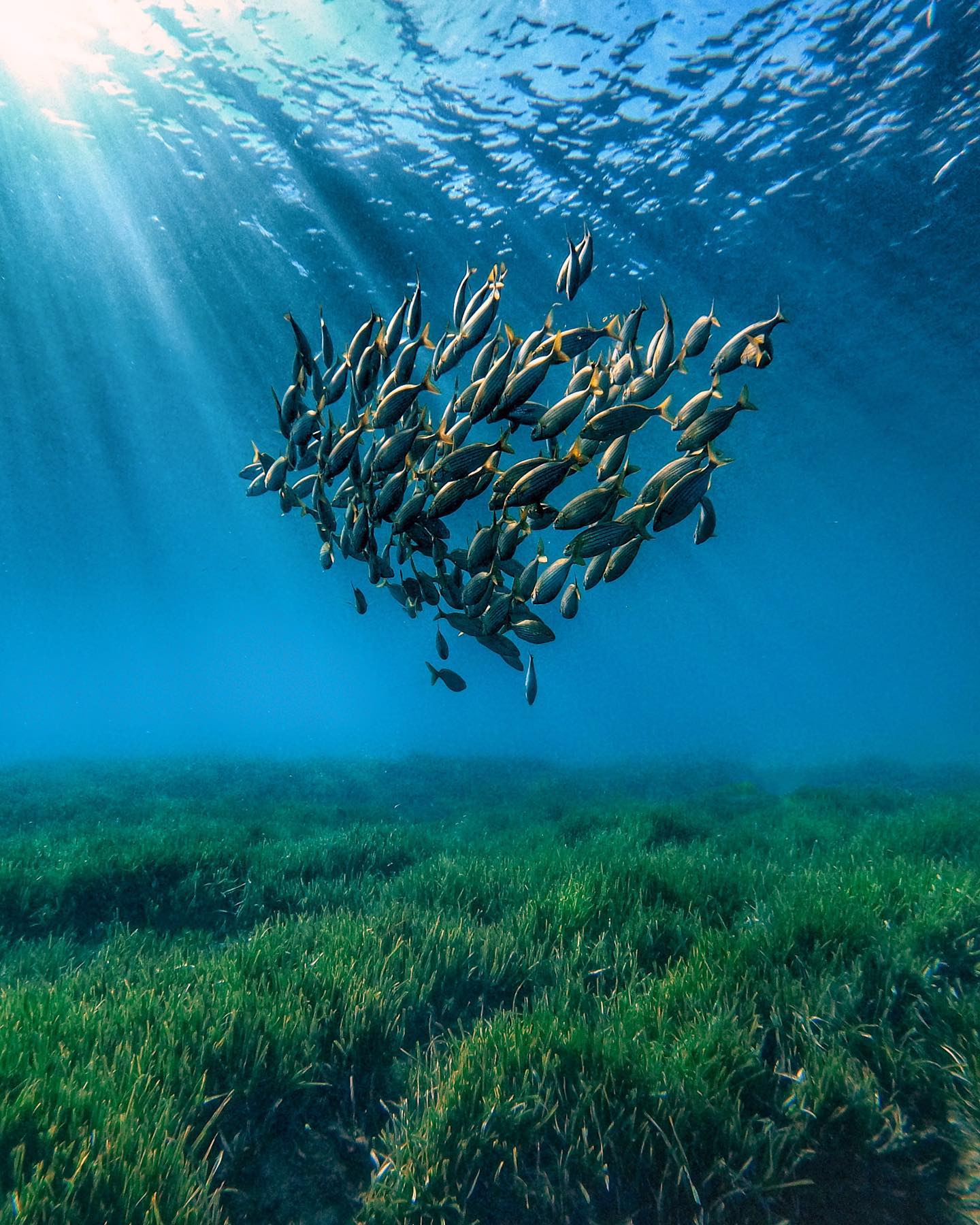 Gopro Underwater Fish