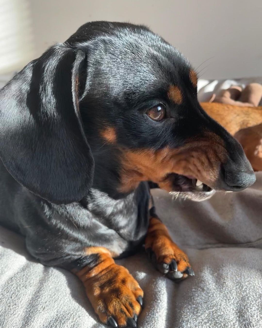 Perfil De Cara De Cachorro 8 Ideias De Foto Pra Perfil | Foto Pra