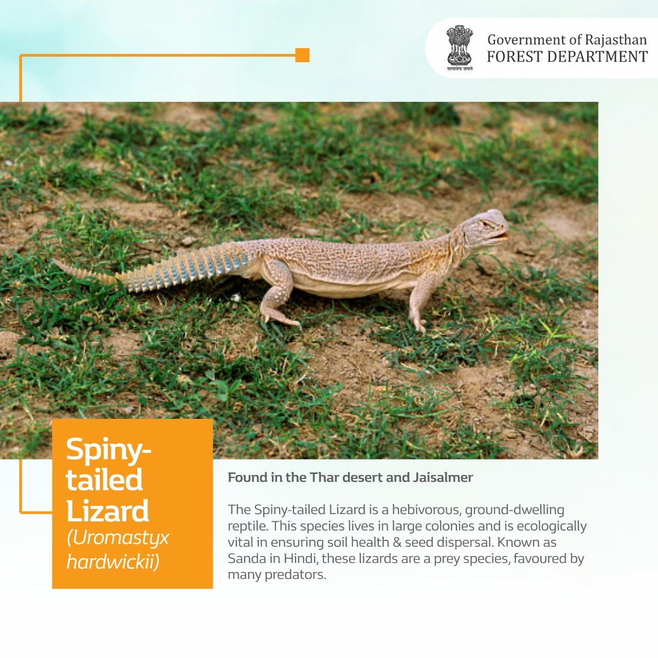 Sanda Lizard