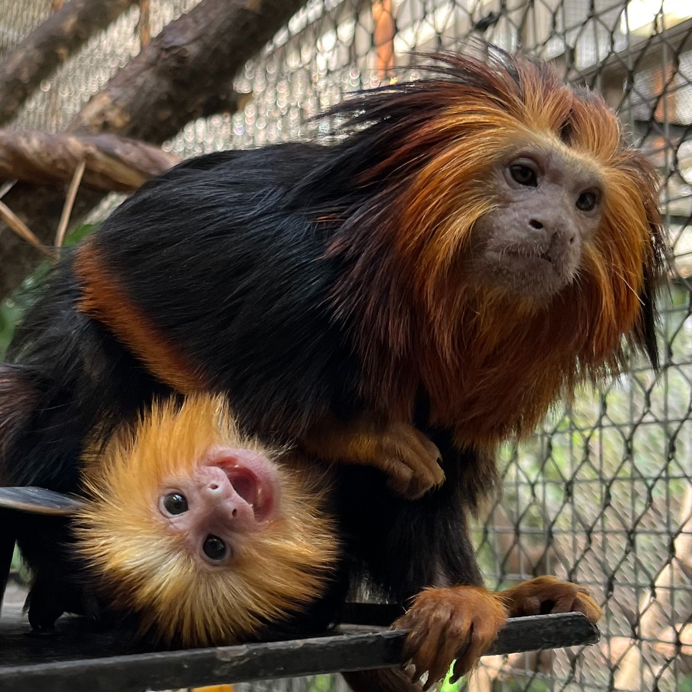 Baby Golden Headed Lion Tamarin