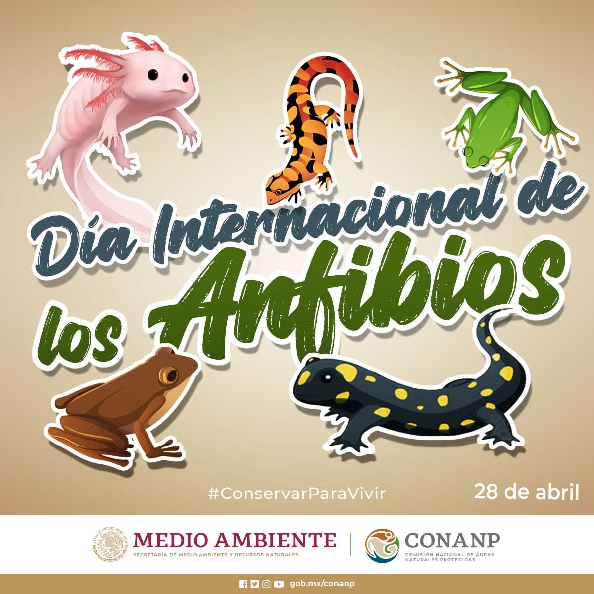 CONANP on Twitter: "Los anfibios son seres increíbles que pasan su vida ...