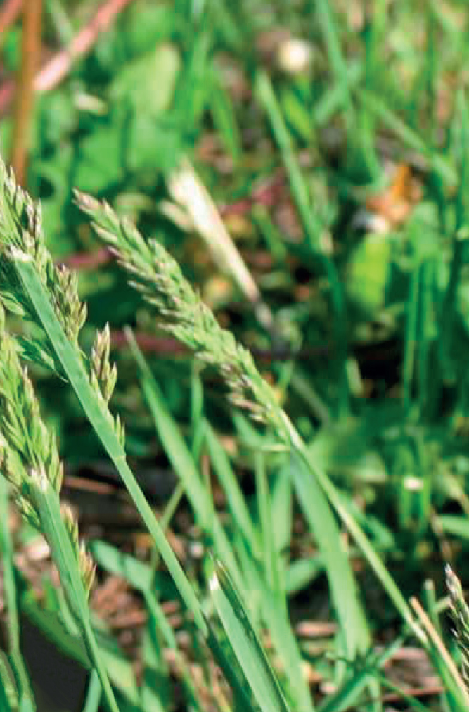 Fescue Grass Seed Head