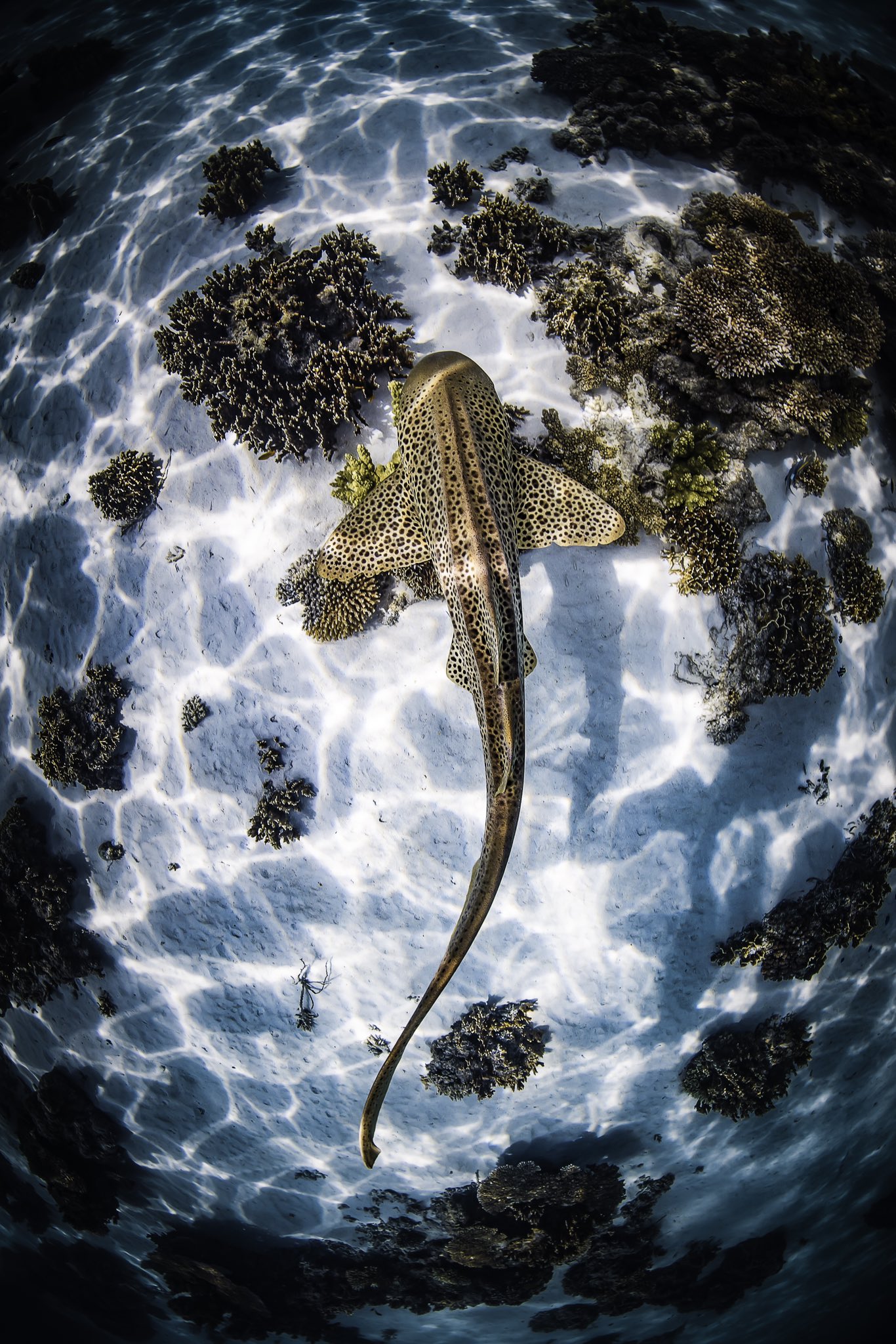 Beautiful Images Of Sharks