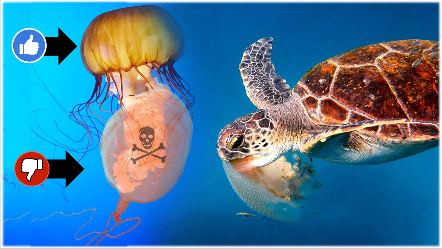 Green Sea Turtles Eating Jellyfish