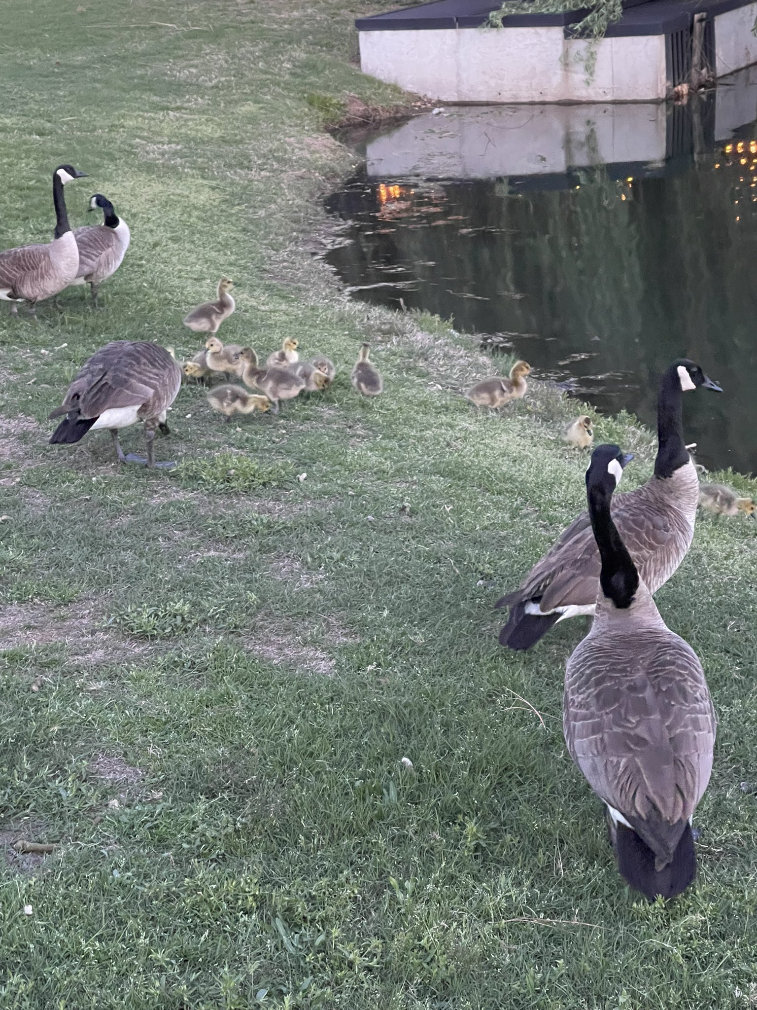 Scotty Nguyen on Twitter: "babies at our pond baby! https://t.co ...