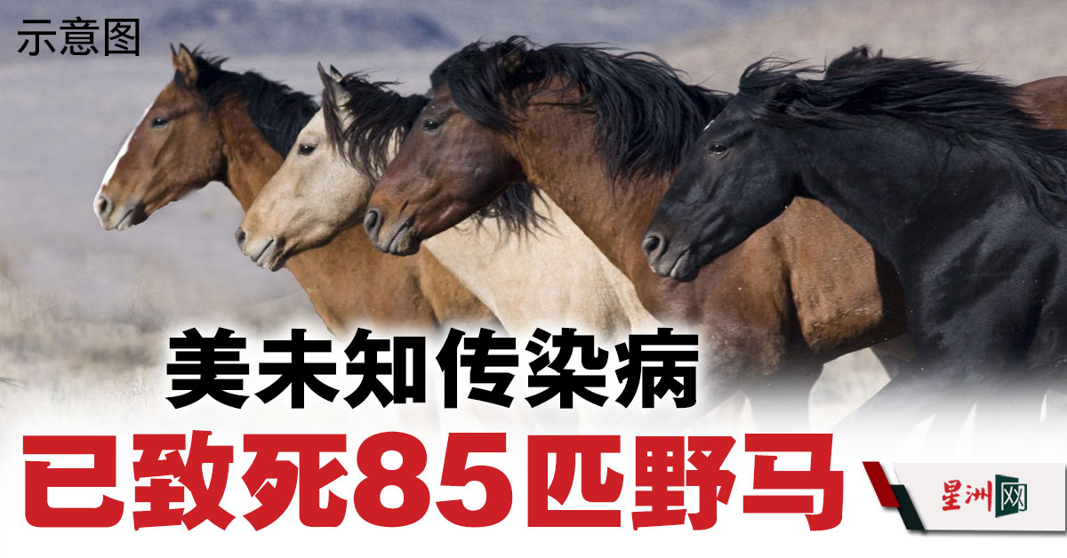 Sin Chew Daily 星洲日報 On Twitter 患病野马的“主要症状似乎是呼吸问题” 星洲日报 Sinchew 关注更多