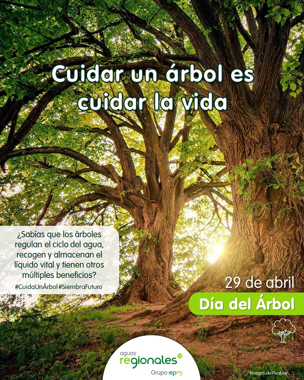 Ciclo De Vida Del Arbol
