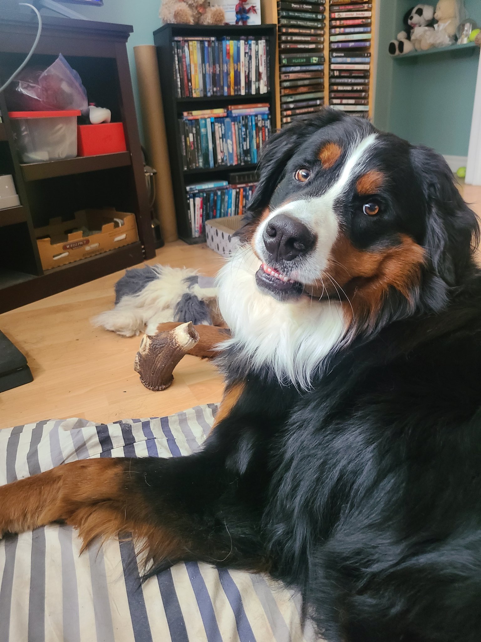 Thor on Twitter: "Hello fren, is first tweet! Am so excite! https://t.co/nXuFiNCBya" / Twitter