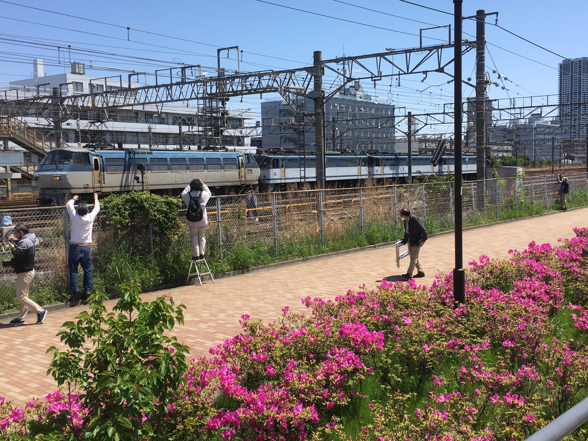 satoru_8888 on Twitter: "2022/04/30 新川崎ふれあい公園 ツツジが綺麗です。 https://t.co/MMT12WGznq" / Twitter