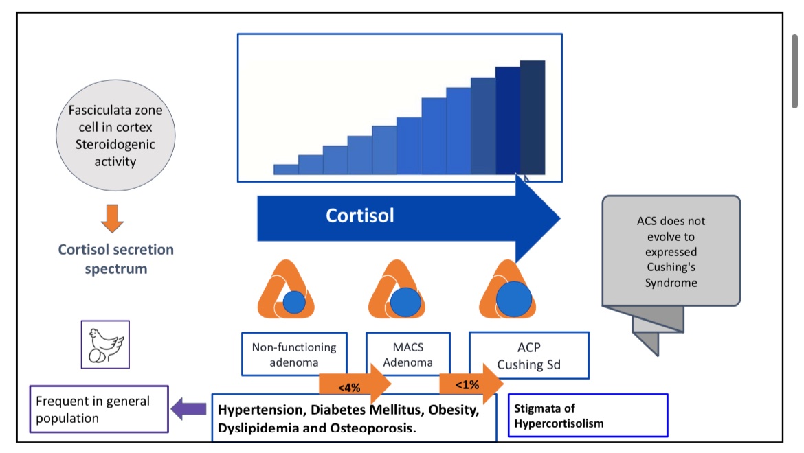 Cortisol Secretion Normal Physiology Of ACTH And GH Release In The