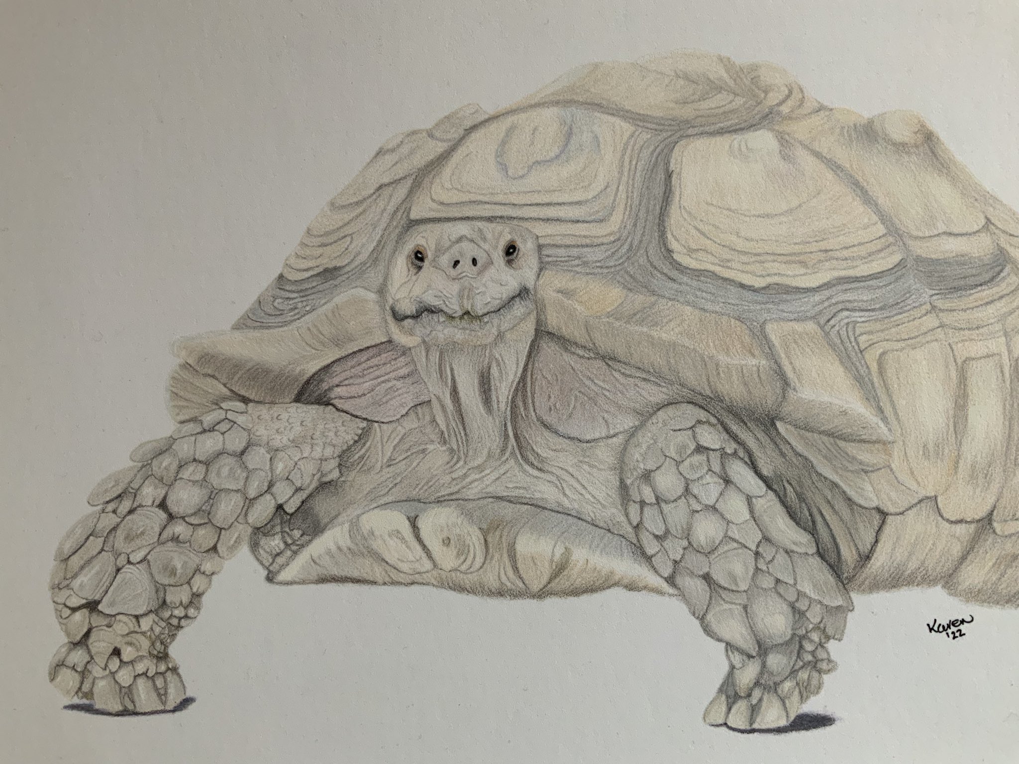 Desert Tortoise Drawing