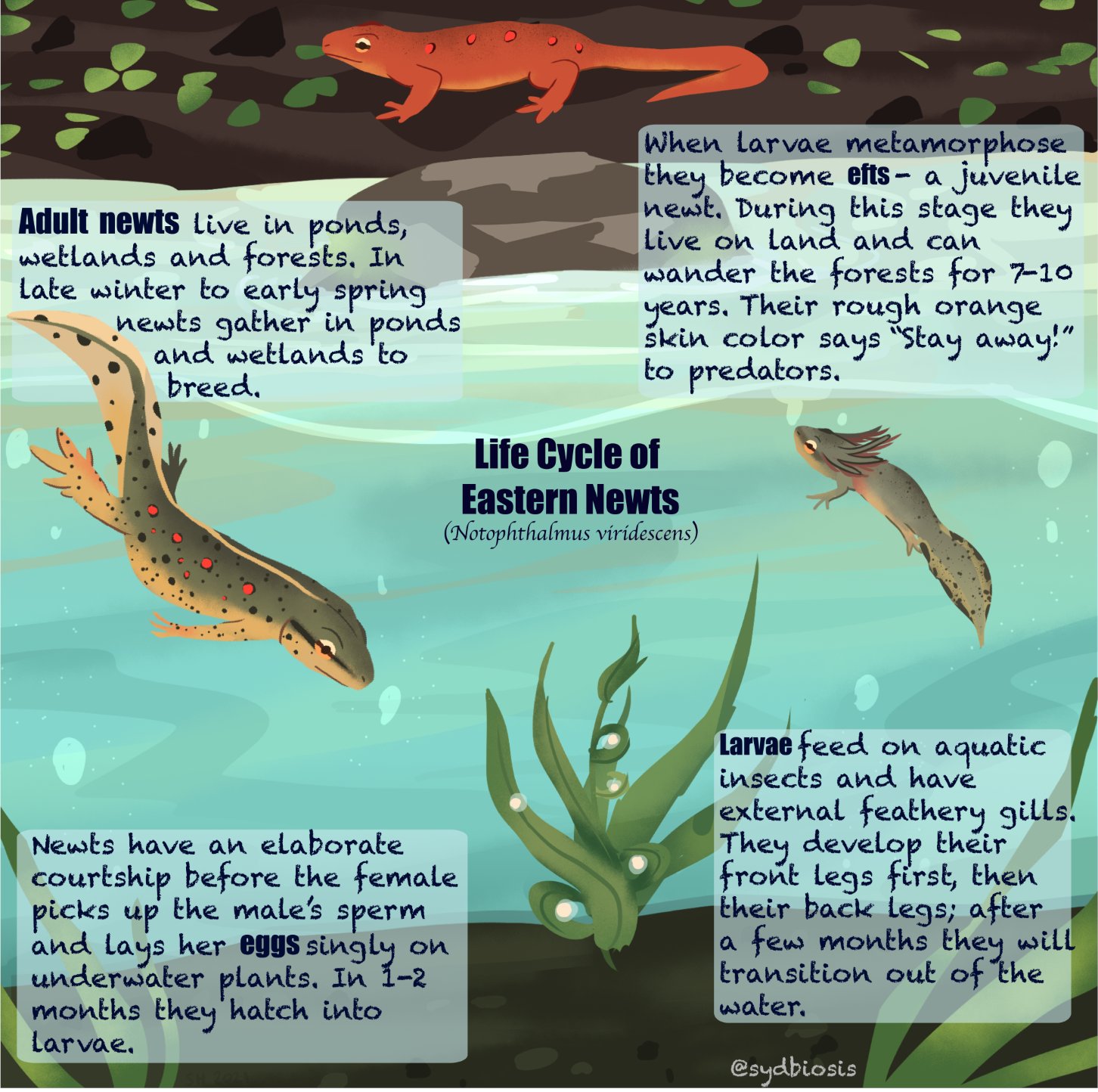 Notophthalmus Viridescens Larvae