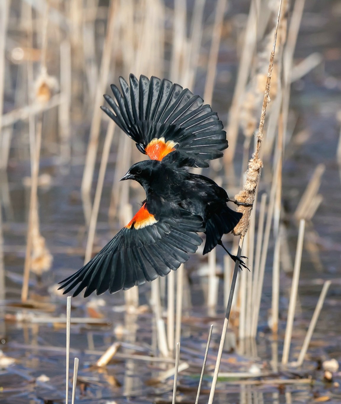 Black Bird Wings Spread