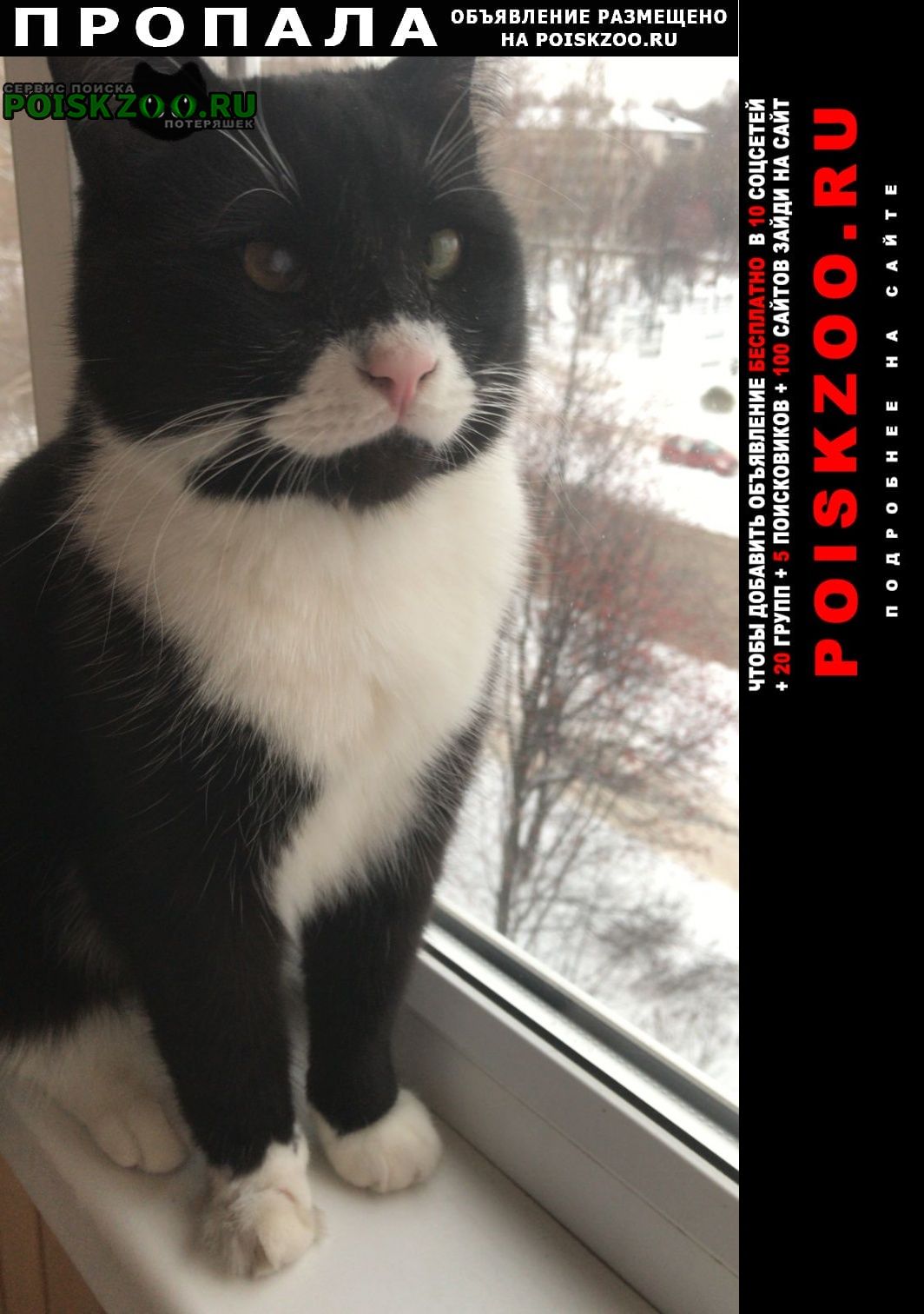 POISKZOO.RU™ on Twitter: "Пропал кот в садах дружба Йошкар-Ола Подробнее по ссылке: https://t.co ...