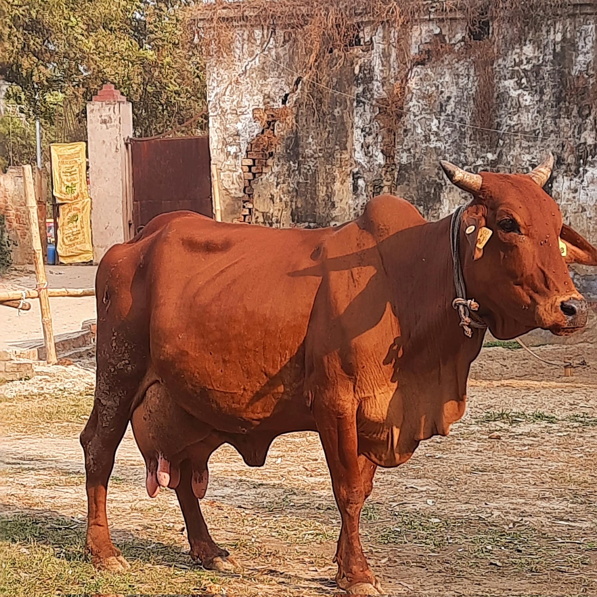 Red Sindhi Cattle