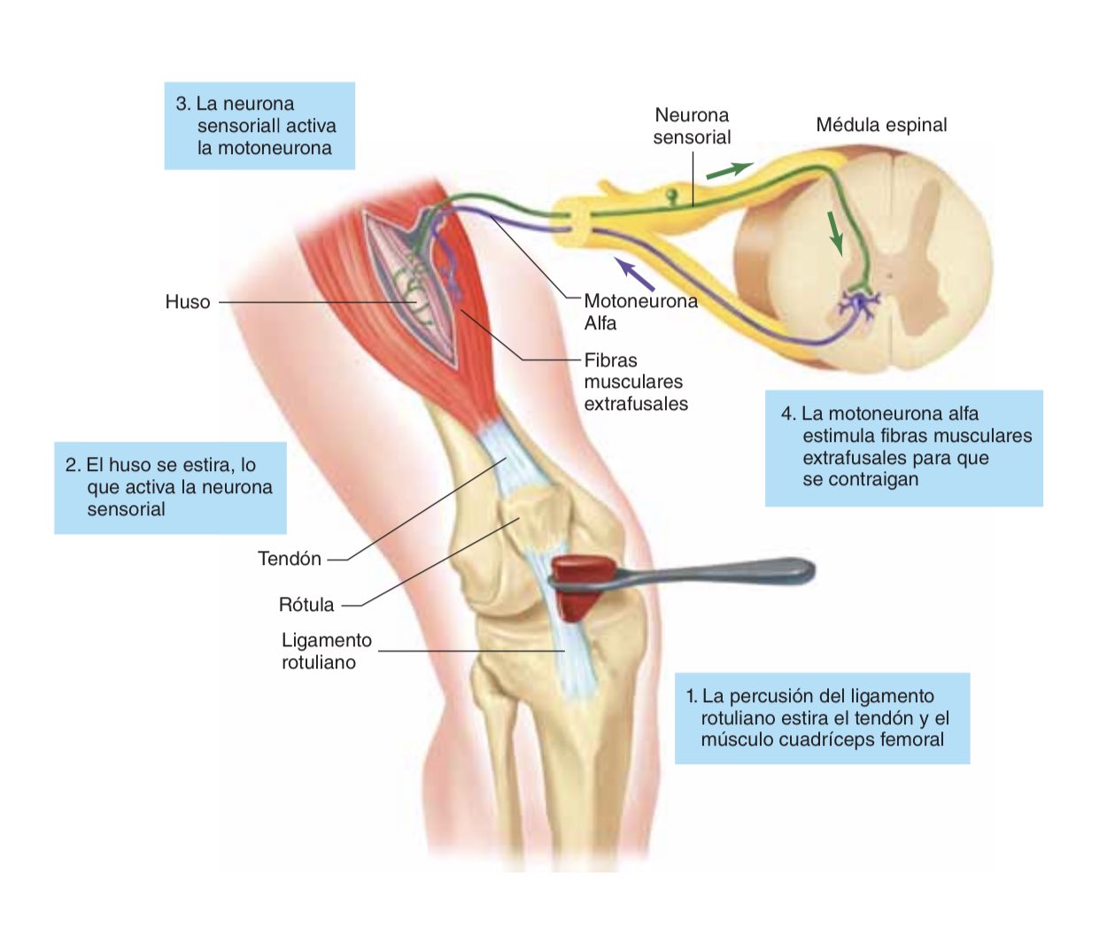 Diagrama De Reflejo Rotuliano
