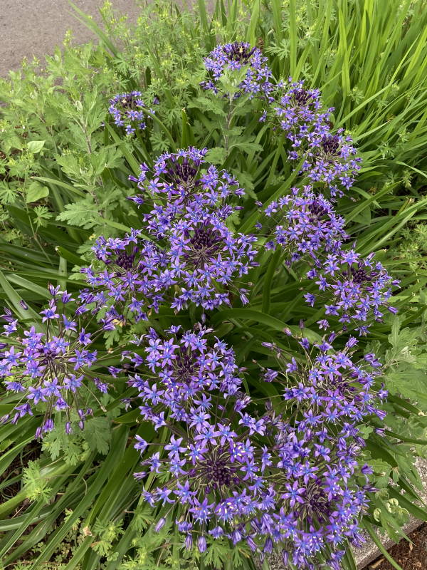 Aki Takeuchi(@noelsora) - Twilog (ツイログ)