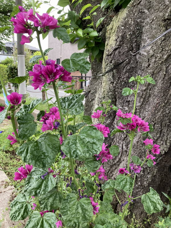 Aki Takeuchi(@noelsora) - Twilog (ツイログ)