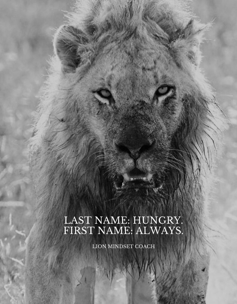 Stay Hungry Lion