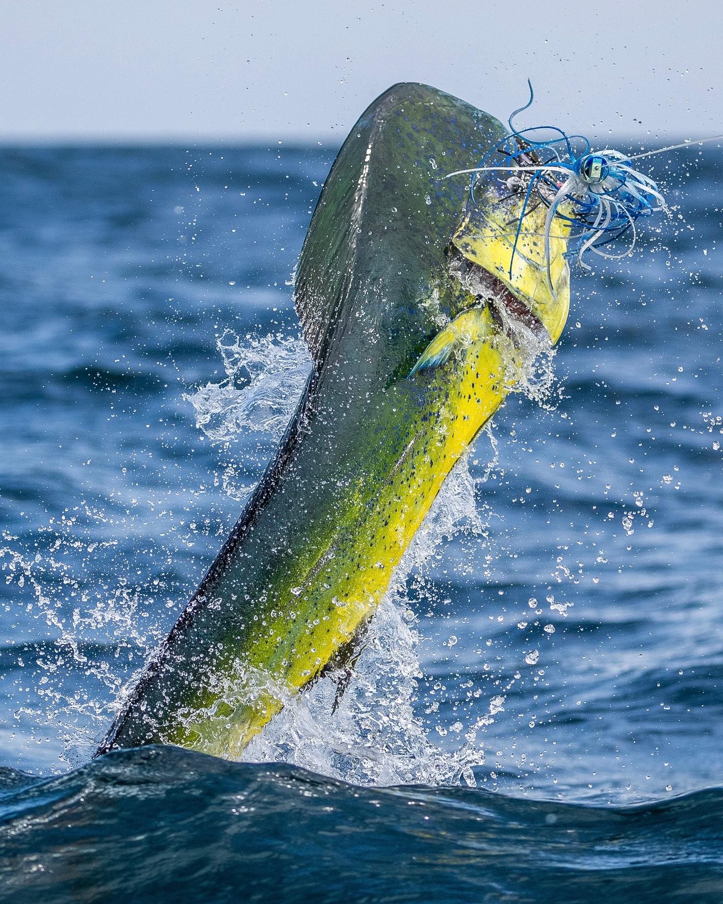 Mahi Mahi Jumping