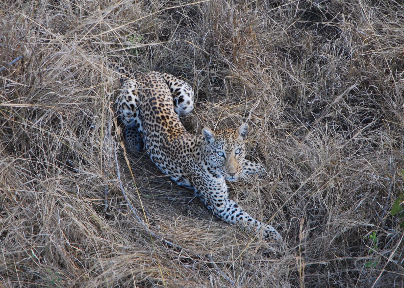 Akagera National Park on Twitter: "Happy International Leopard Day! Did you know that Akagera is ...