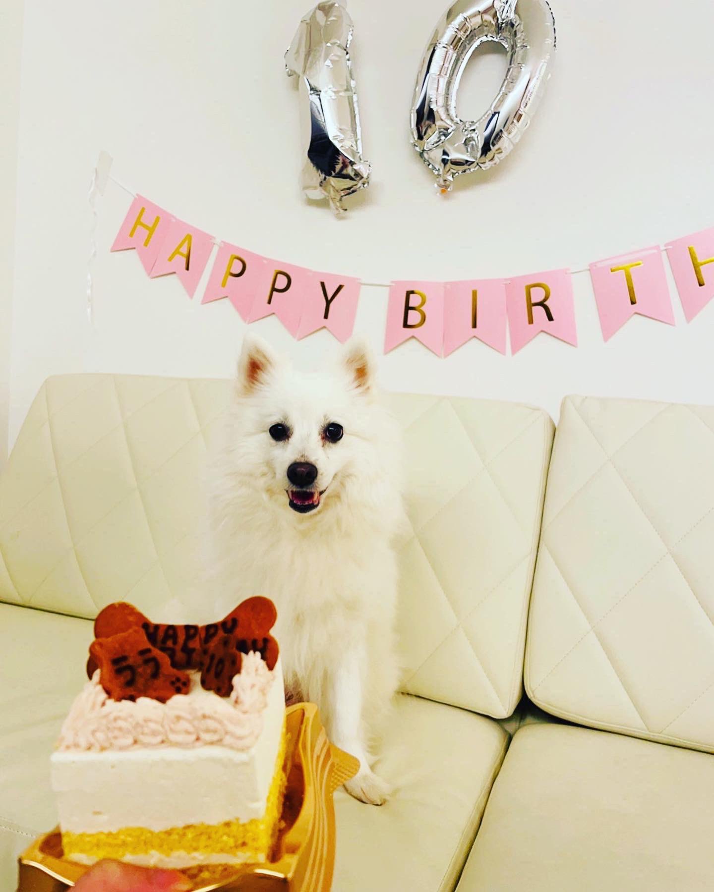 蓮舫💙💛RENHO🇯🇵 on Twitter: "昨日、ららの10歳のお誕生日(≧∀≦) らーら。 いつもありがとう😊 https://t.co/l5qatbHiCG" / Twitter