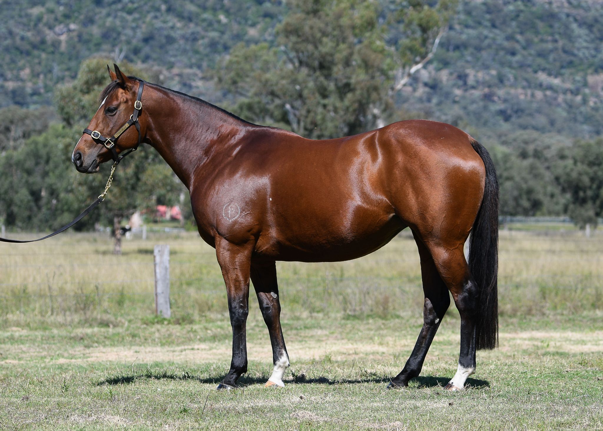Unveiling A Rare Collection: Inglis Sales Presents Prestigious ...