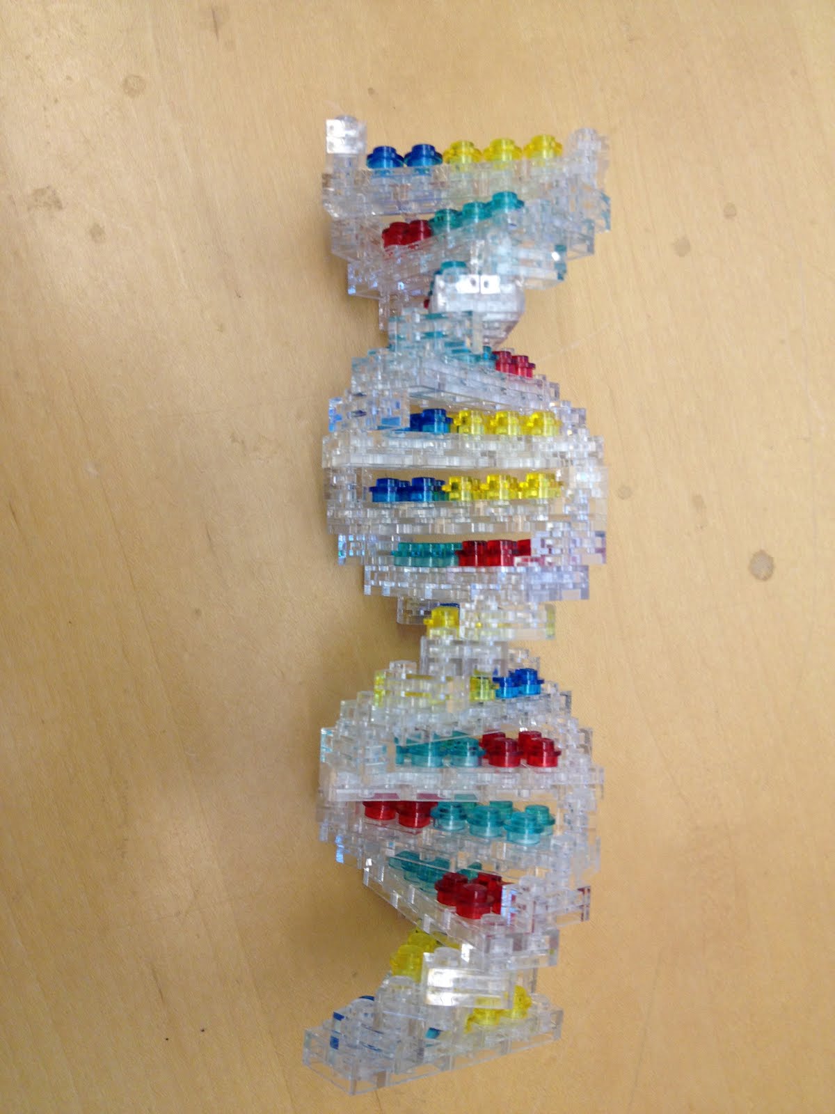 Easy Dna Model Project Ideas