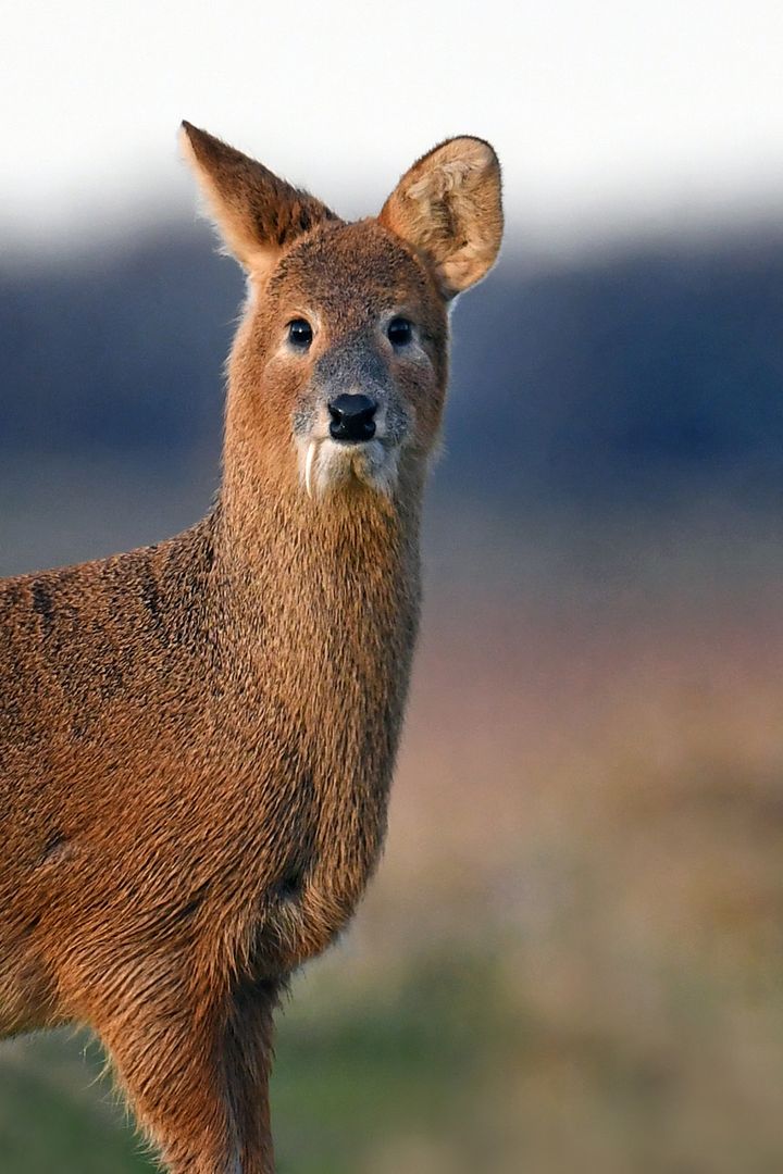 Korean Water Deer