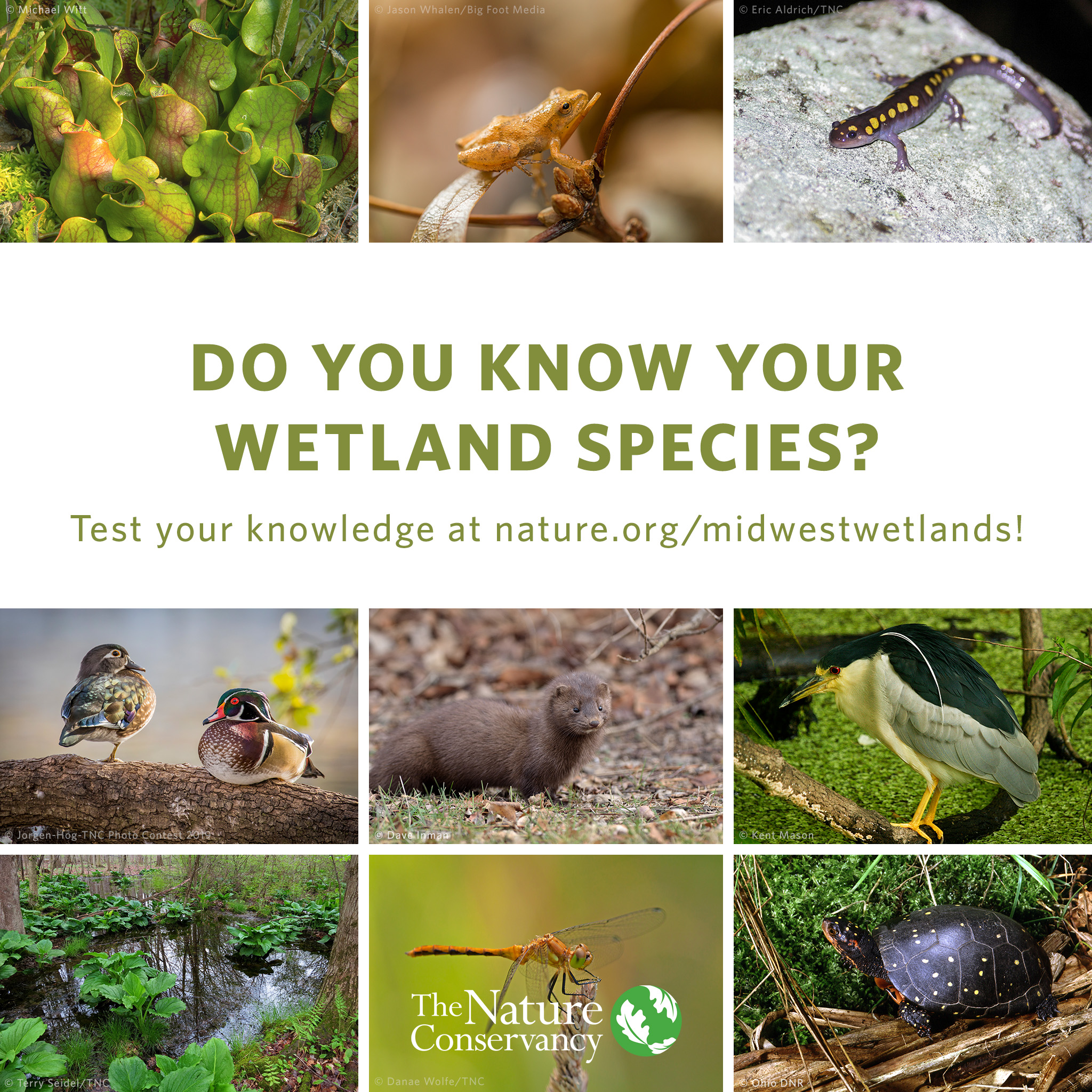 Wetland Animals And Plants For Kids