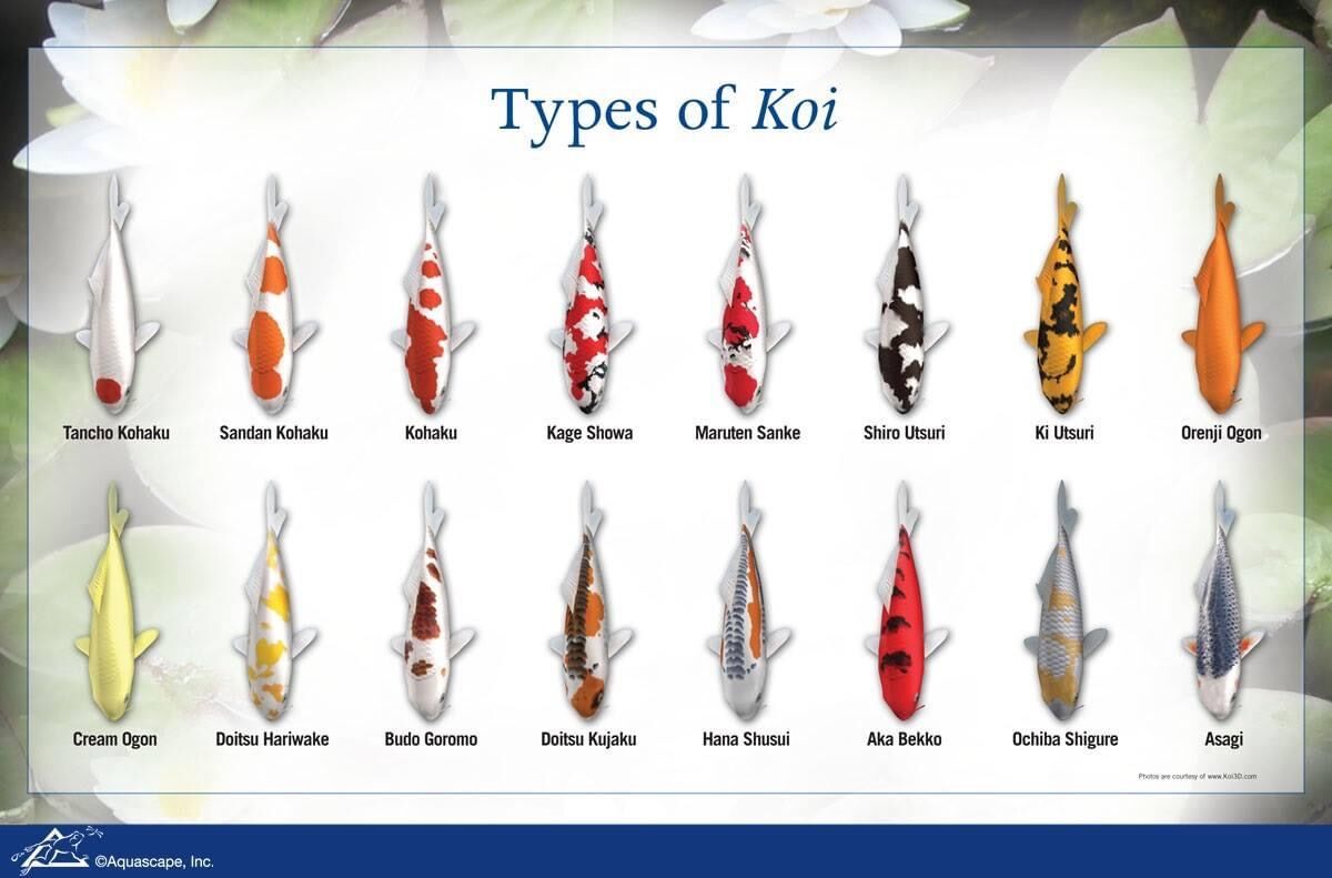 Kohaku Fish Types