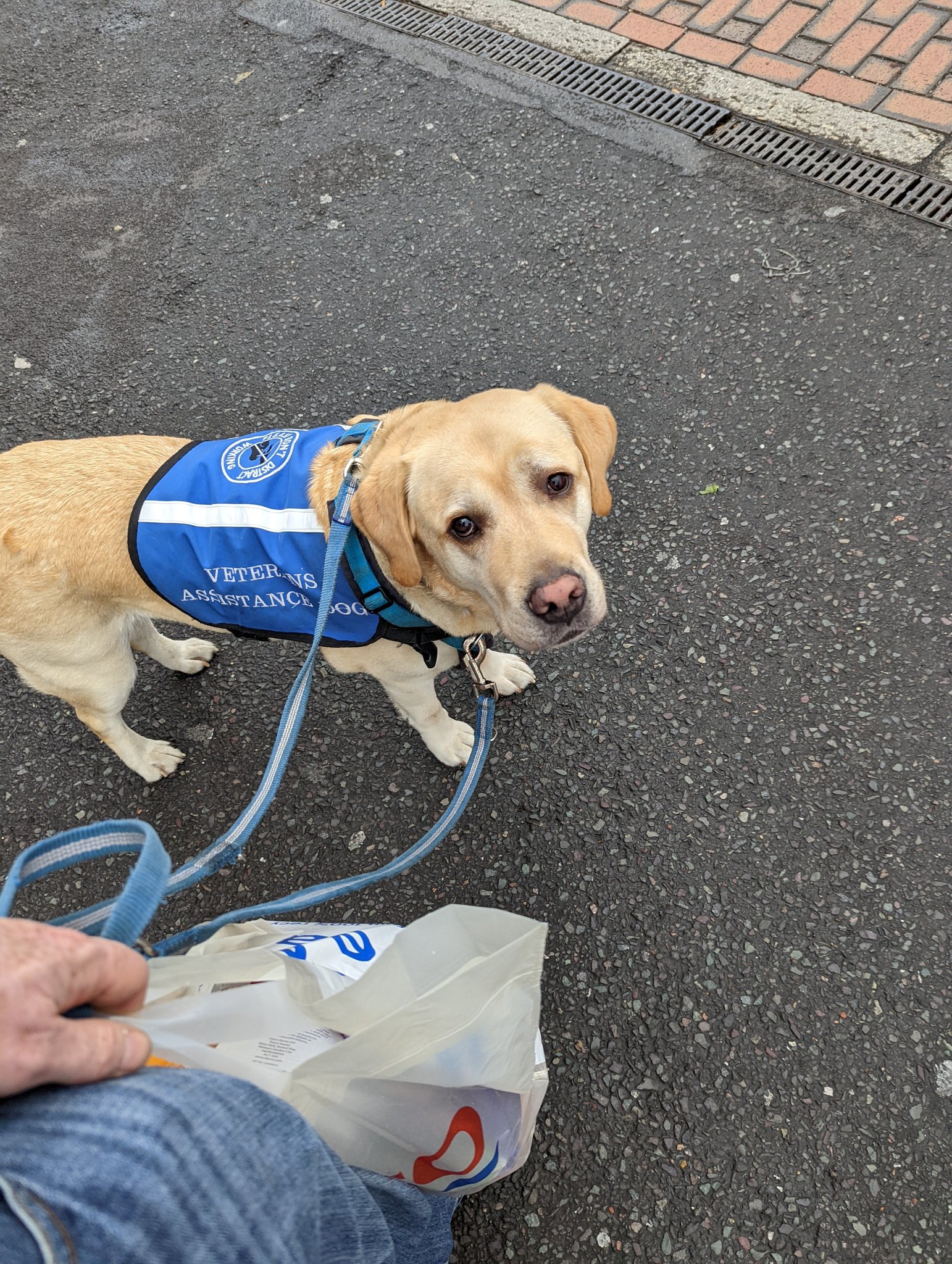 Are Dogs Allowed In Tesco